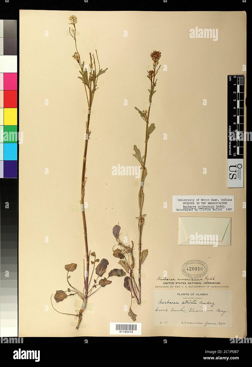 Barbarea stricta hi-res stock photography and images - Alamy