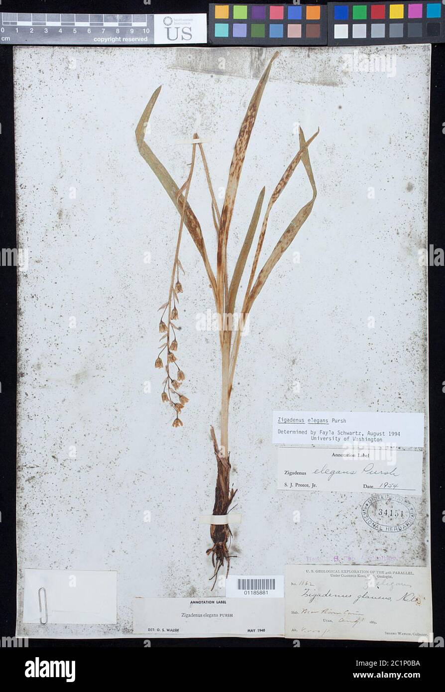 Anticlea hi-res stock photography and images - Alamy