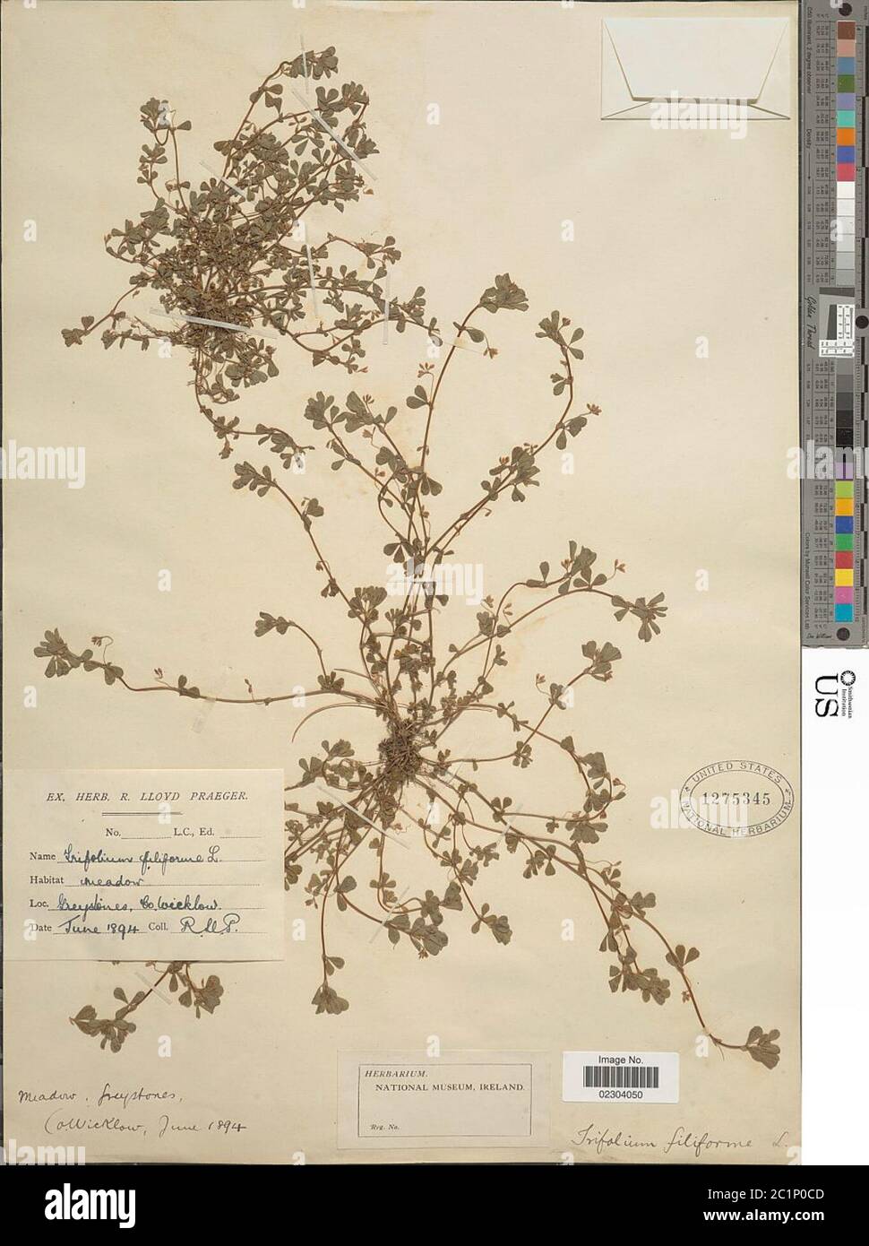 Filiforme hi-res stock photography and images - Alamy