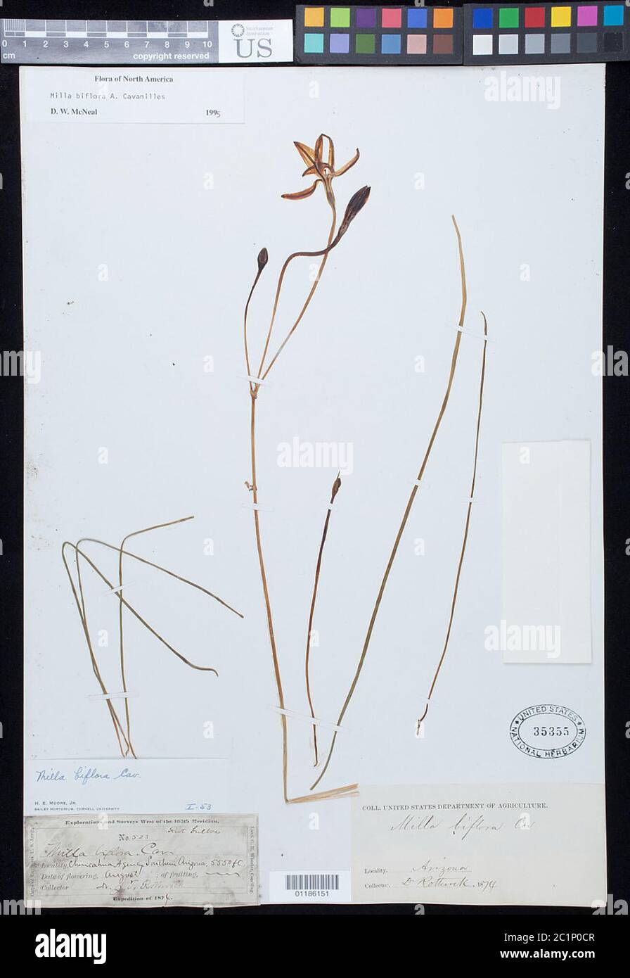 Milla biflora hi-res stock photography and images - Alamy