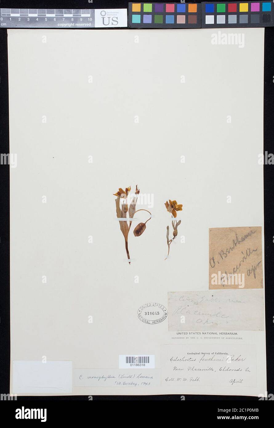Calochortus monophyllus Lindl Lem Calochortus monophyllus Lindl Lem ...
