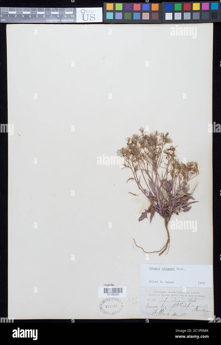 Crepis elegans hi-res stock photography and images - Alamy