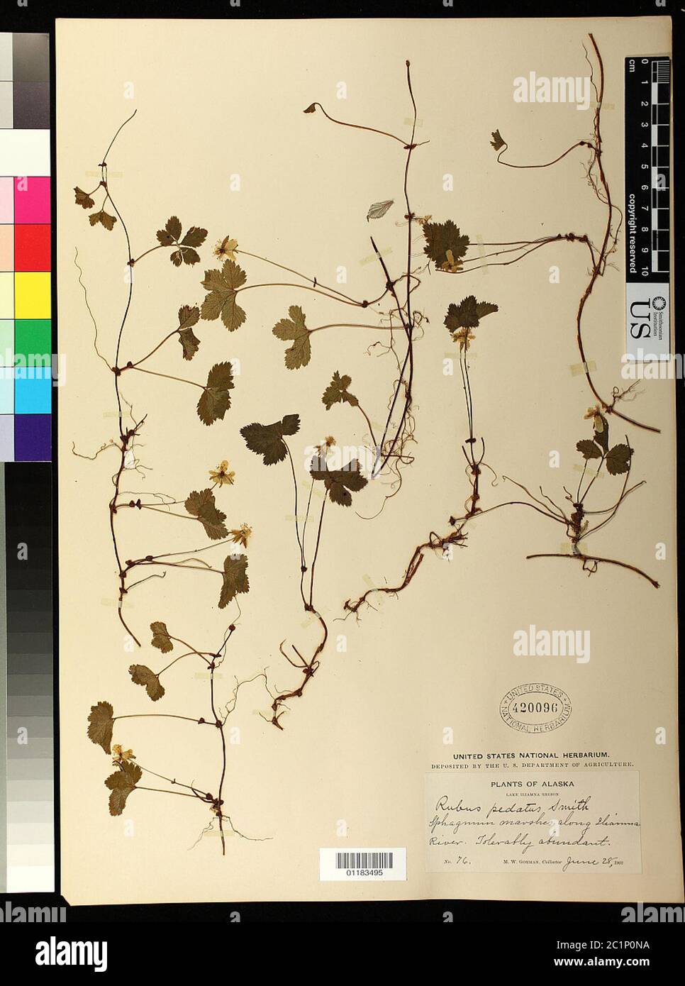 Genus rubus hi-res stock photography and images - Alamy