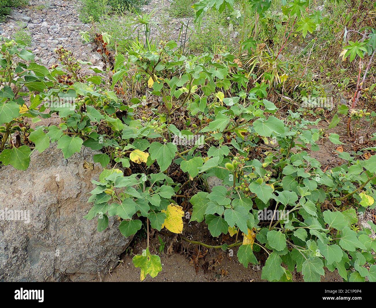 Xanthium strumarium hi-res stock photography and images - Alamy