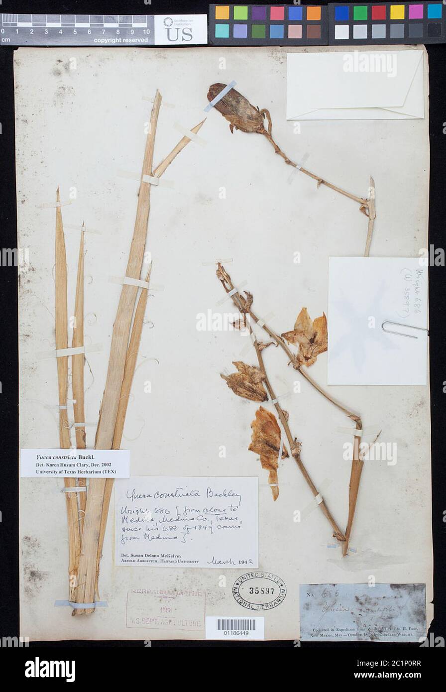 Yucca constricta Buckley Yucca constricta Buckley Stock Photo - Alamy