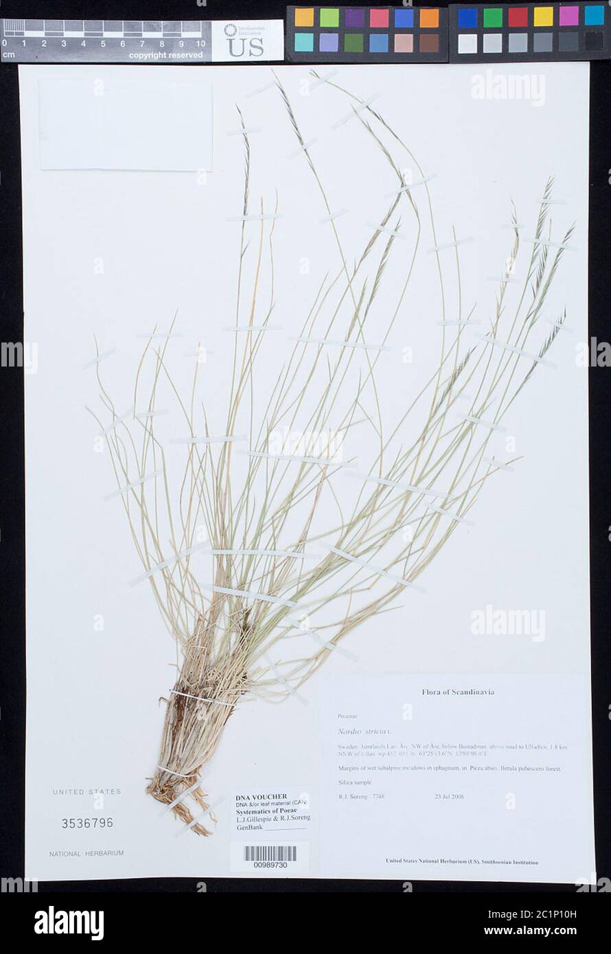 Nardus hi-res stock photography and images - Alamy