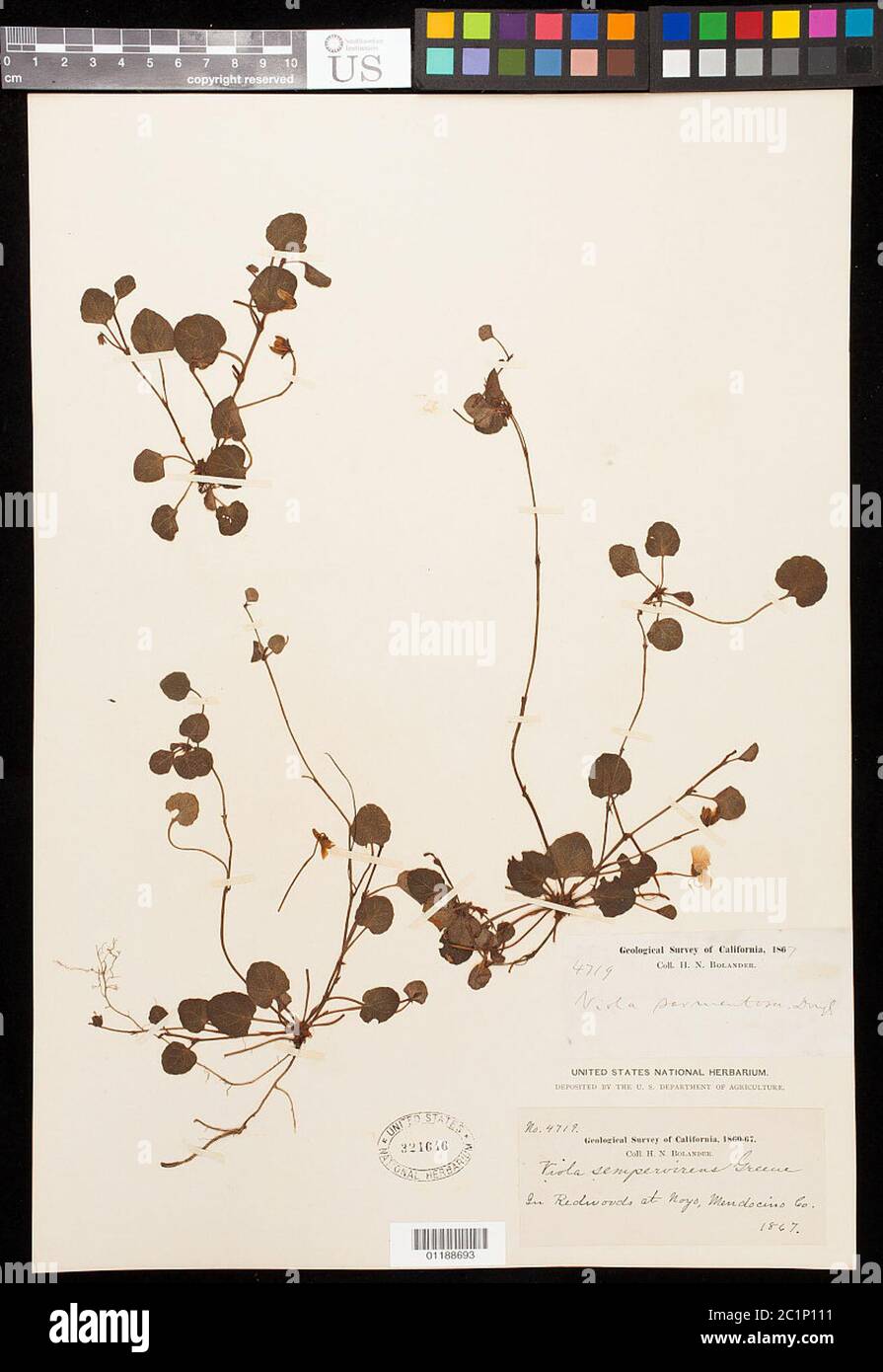 Viola sempervirens hi-res stock photography and images - Alamy