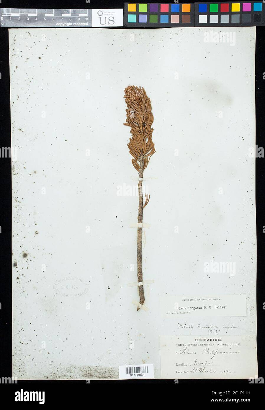 Pinus longaeva DK Bailey Pinus longaeva DK Bailey Stock Photo - Alamy