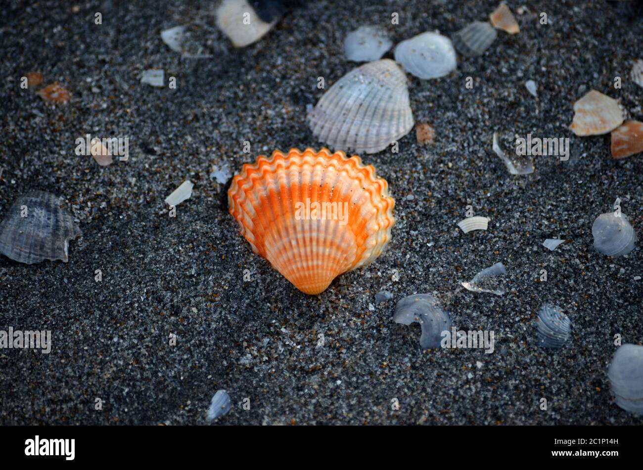 seashell on the beach Stock Photo - Alamy