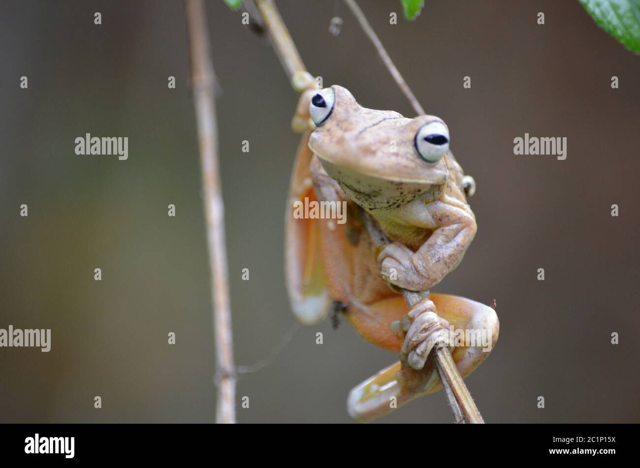 frog on the branch Stock Photo - Alamy