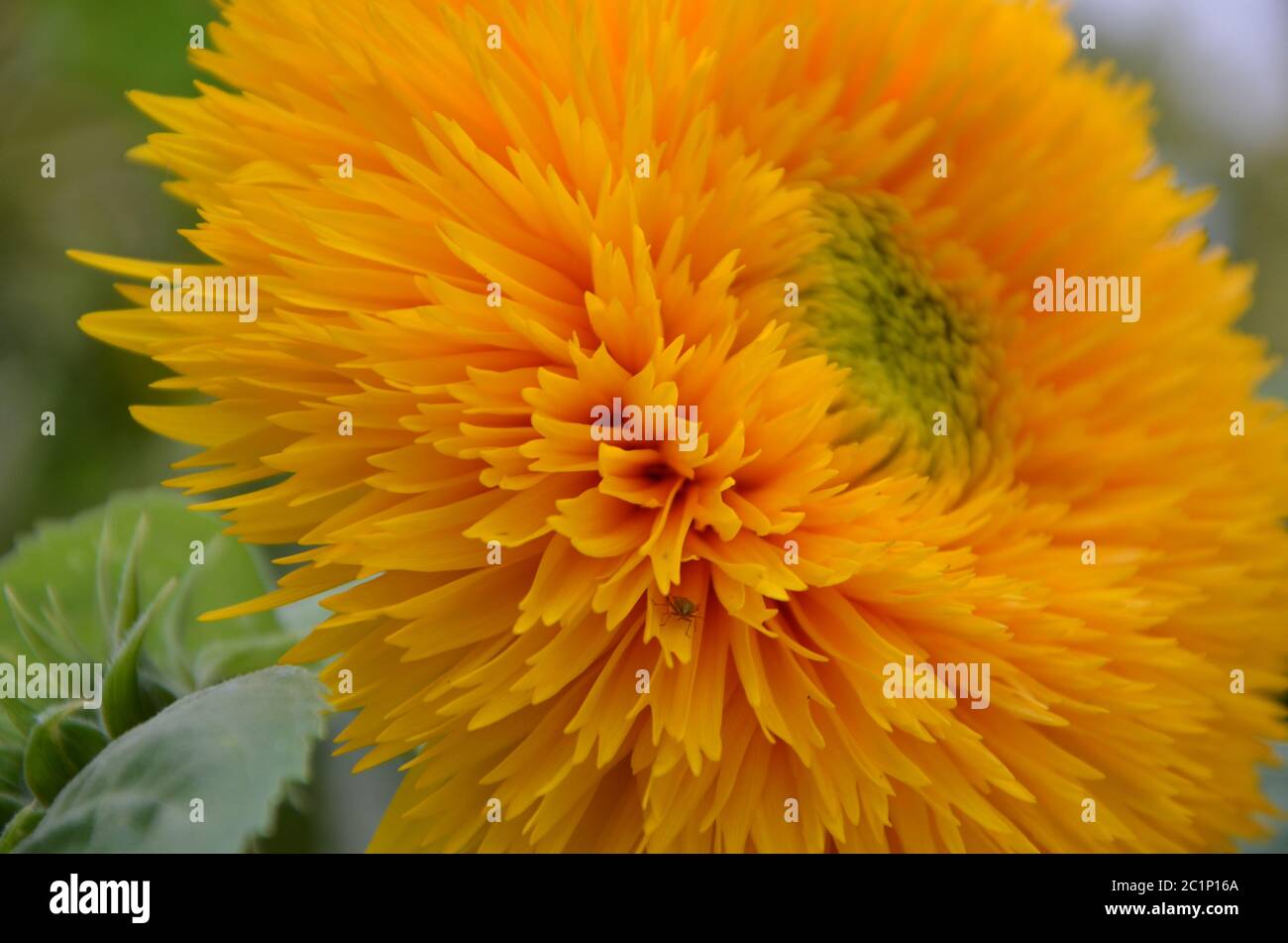 Sunflower garden hi-res stock photography and images - Alamy