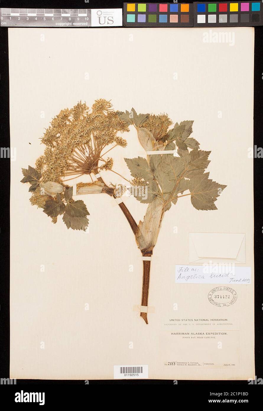 Angelica lucida L Angelica lucida L Stock Photo - Alamy