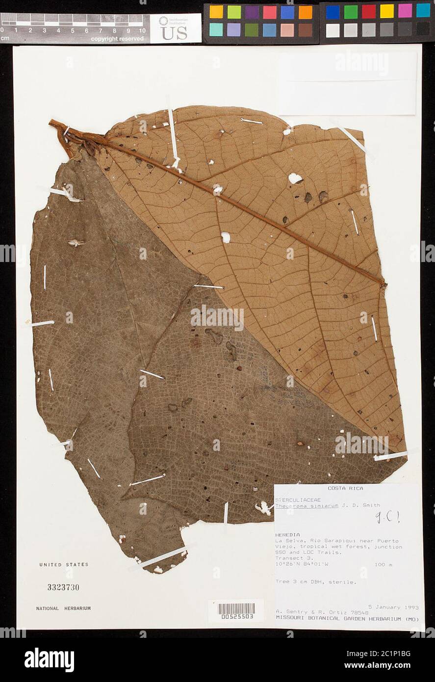 Simiarum hi-res stock photography and images - Alamy