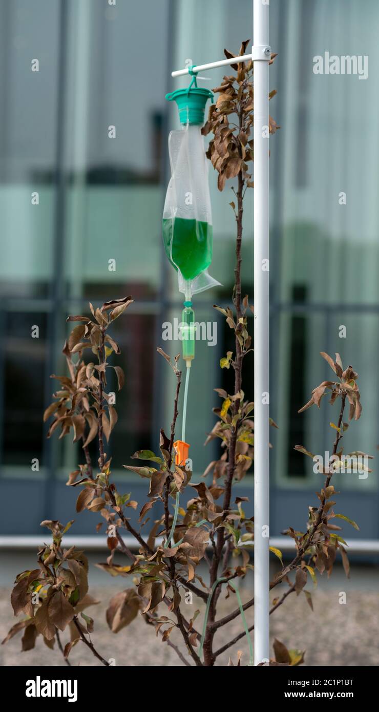 Drip on a tree Stock Photo - Alamy