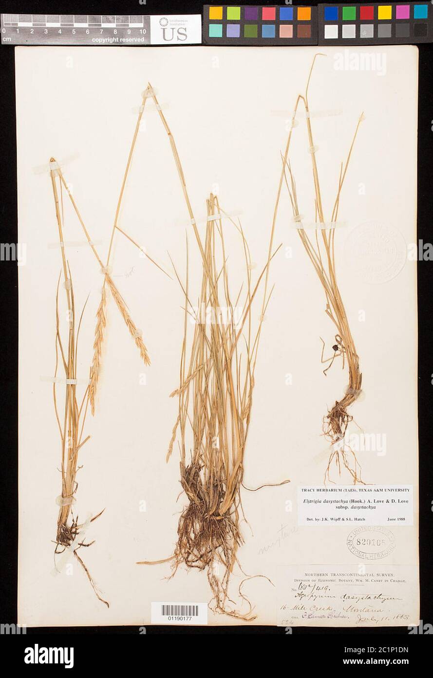 Scribn hi-res stock photography and images - Alamy