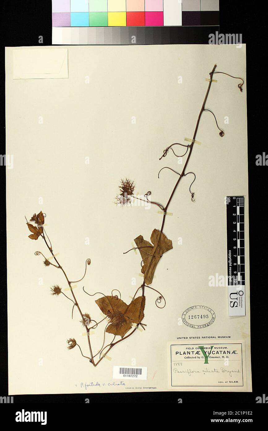 Passiflora ciliata hi-res stock photography and images - Alamy