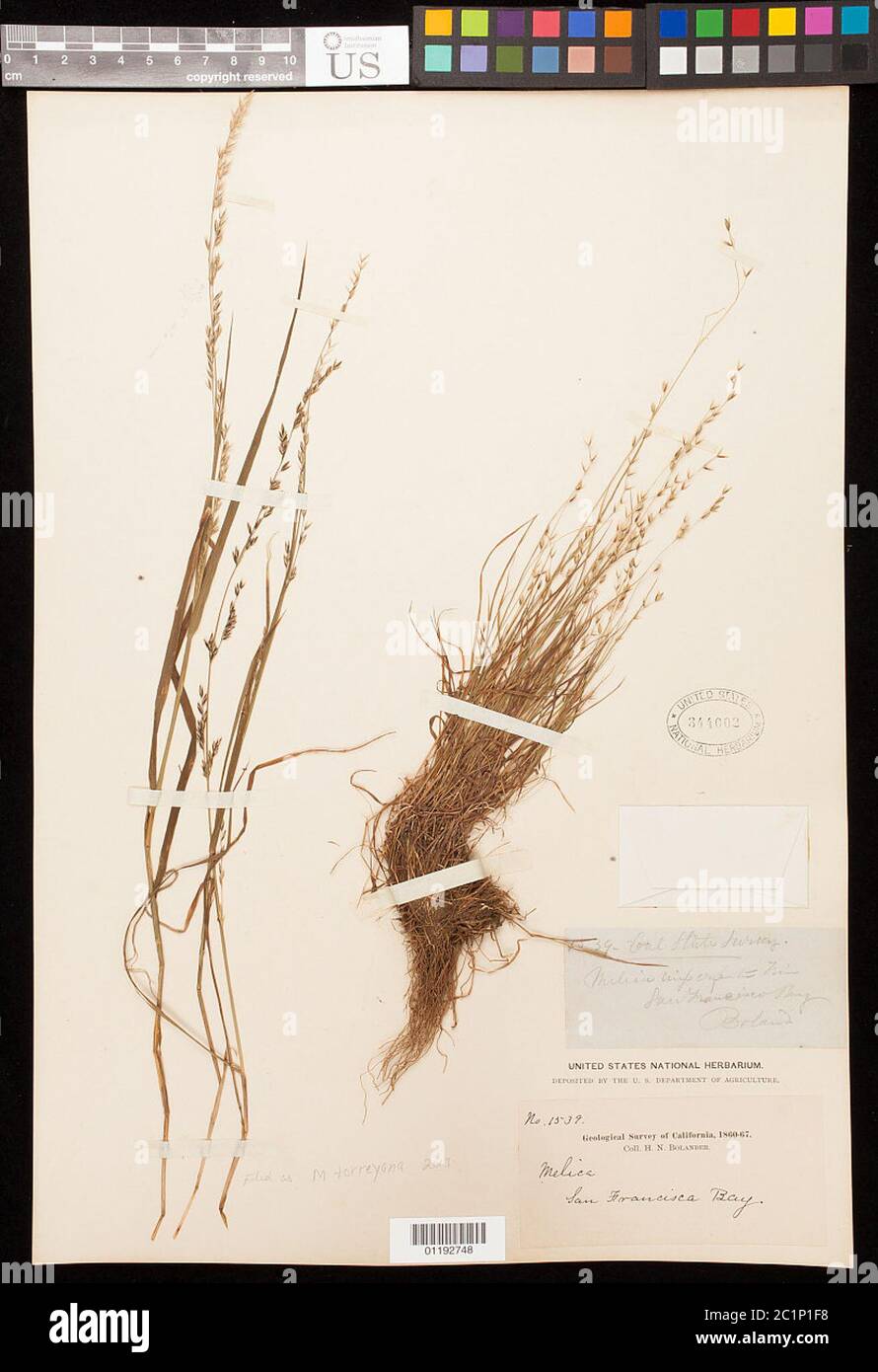 Torreyana hi-res stock photography and images - Alamy