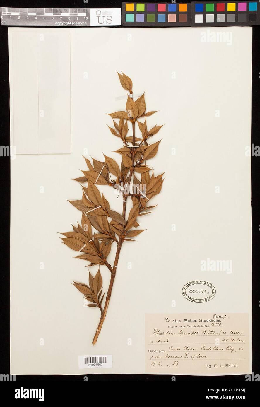 Rheedia hi-res stock photography and images - Alamy