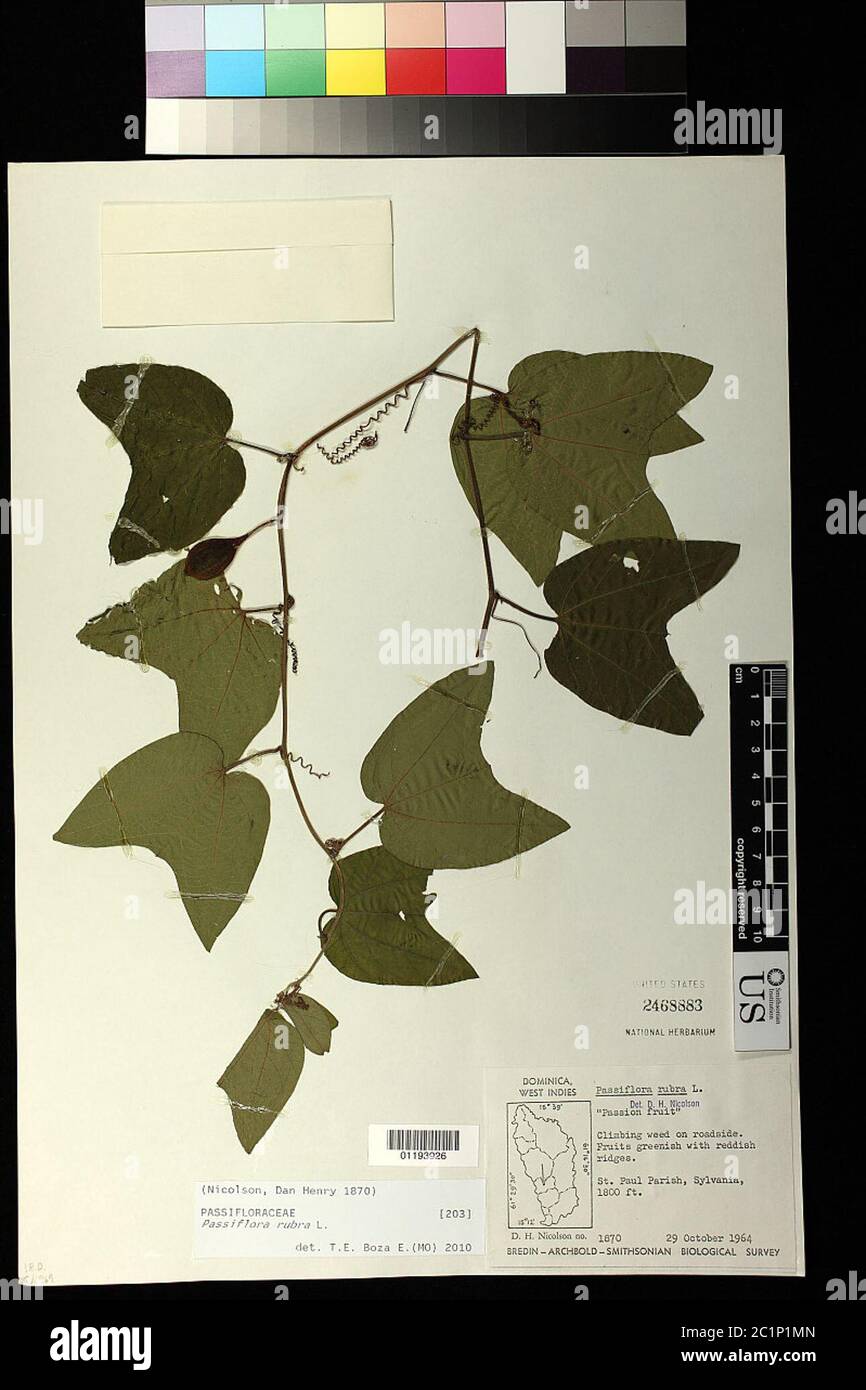 Passiflora rubra L Passiflora rubra L Stock Photo - Alamy