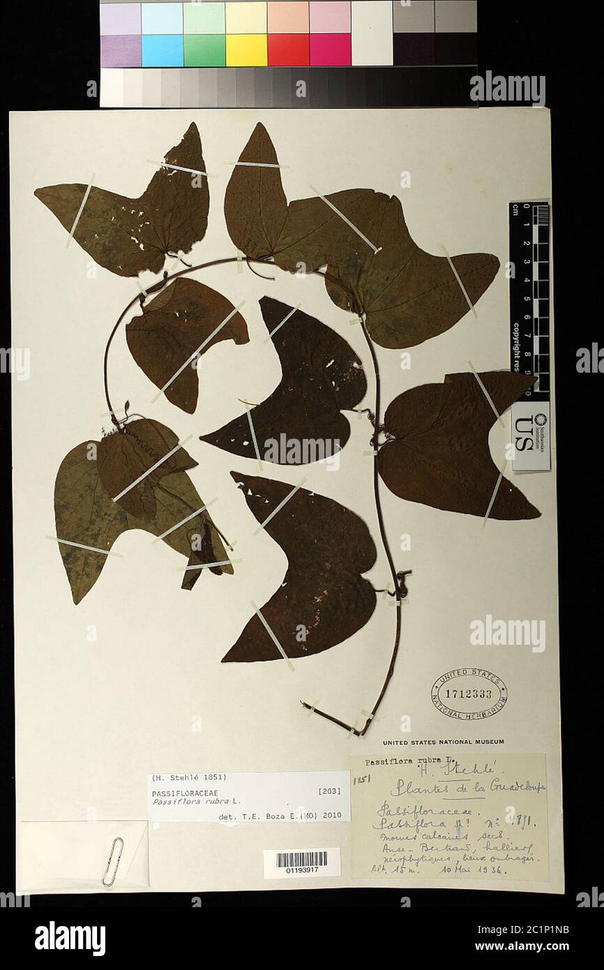 Passiflora rubra L Passiflora rubra L Stock Photo - Alamy