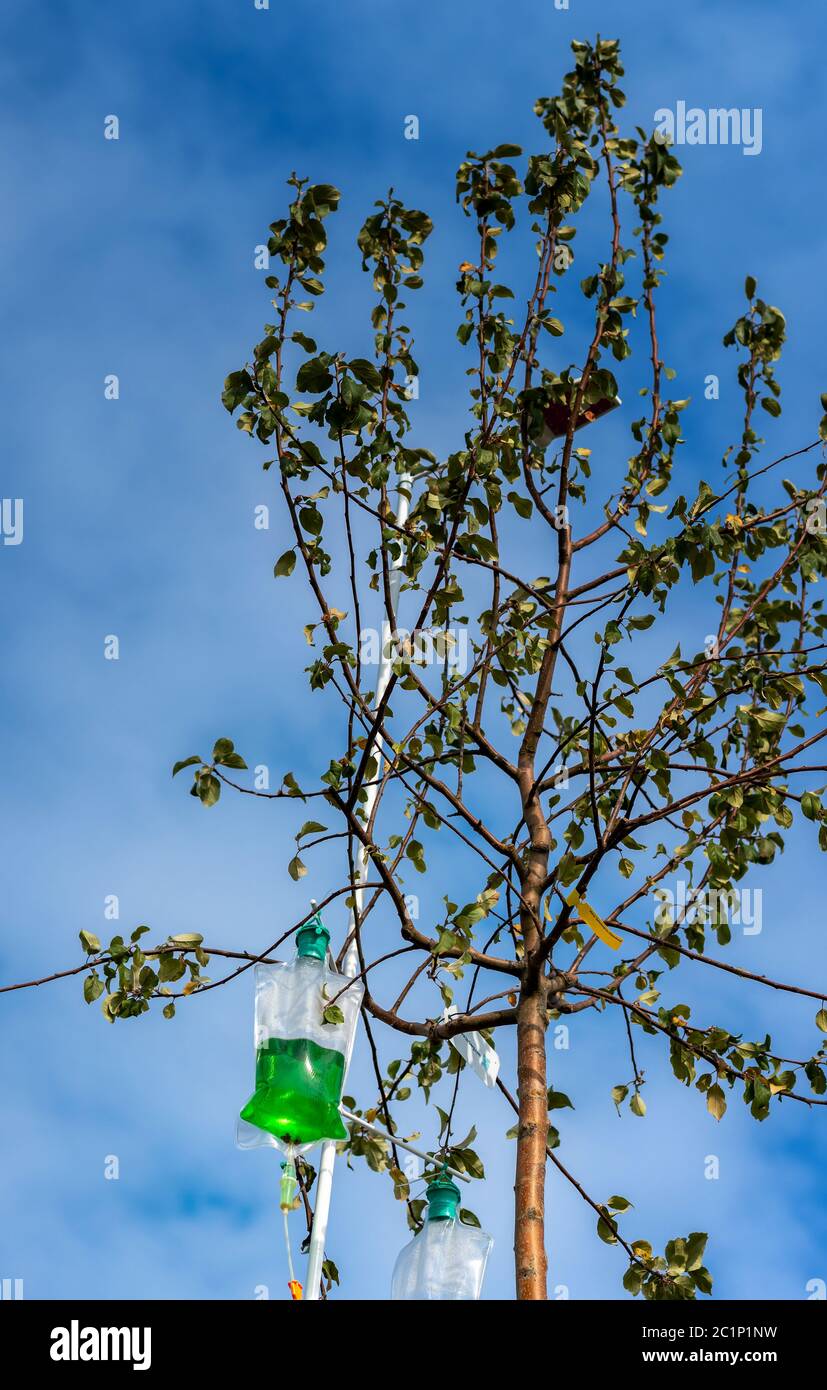 Drip on a tree Stock Photo - Alamy