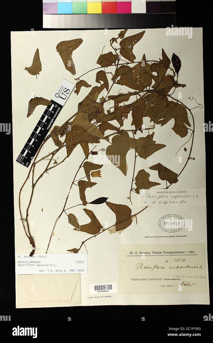 Passiflora capsularis hi-res stock photography and images - Alamy