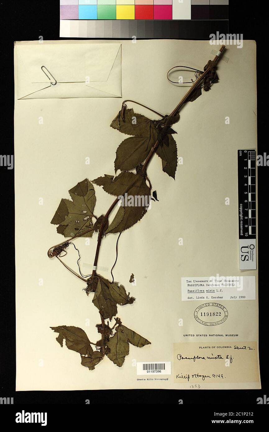 Passiflora mixta hi-res stock photography and images - Alamy