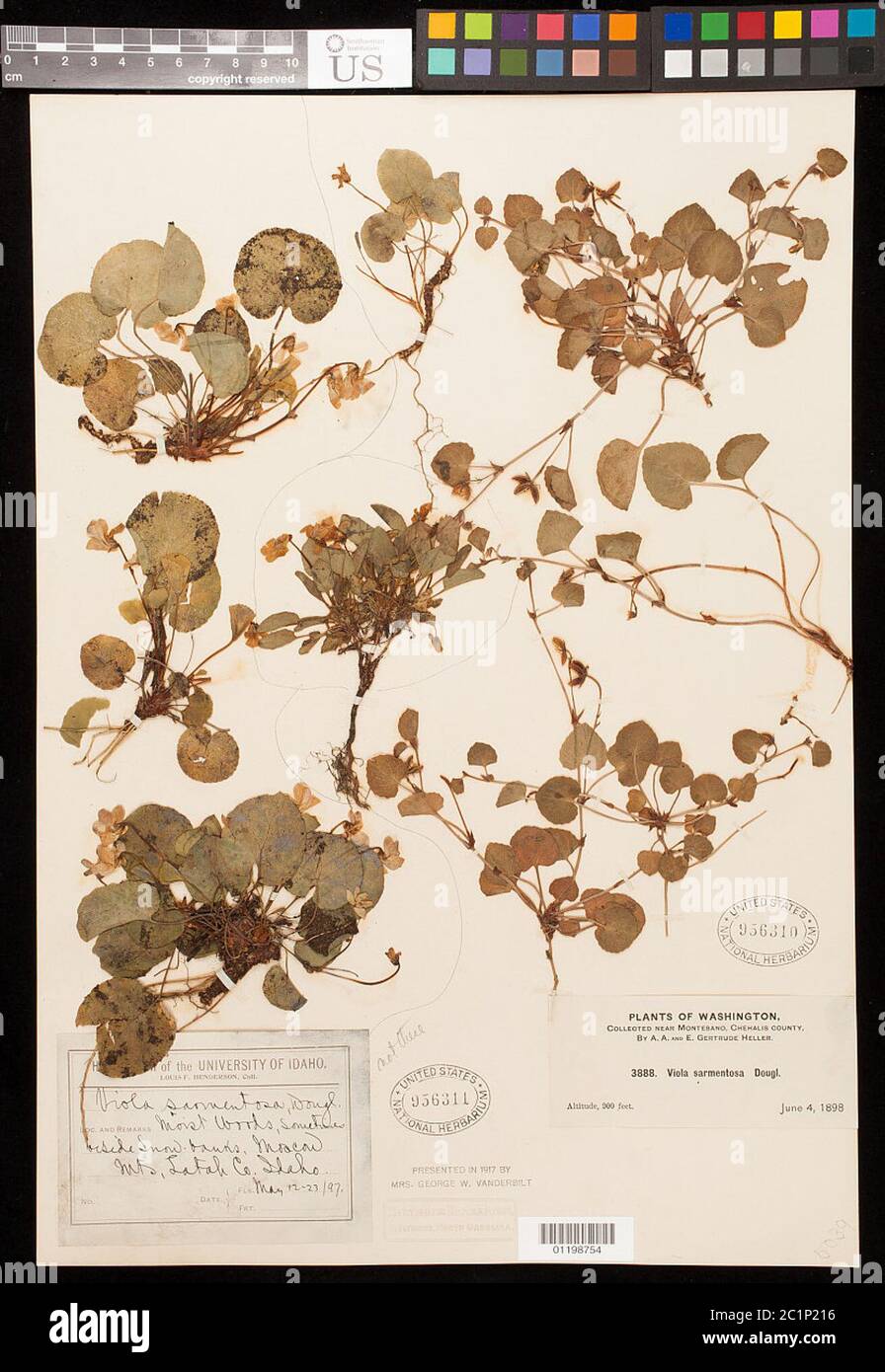 Viola sempervirens hi-res stock photography and images - Alamy