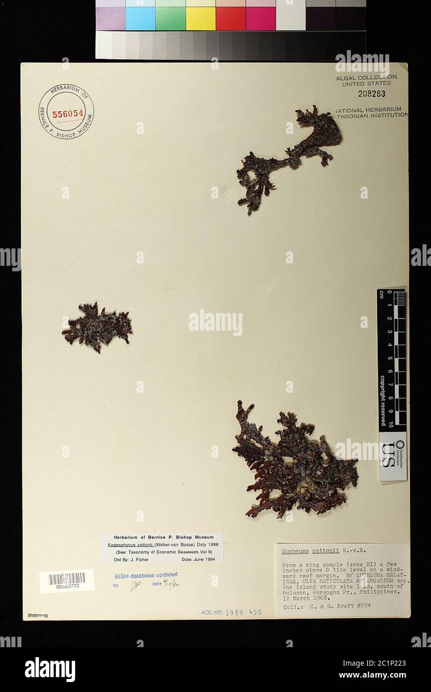 Kappaphycus hi-res stock photography and images - Alamy