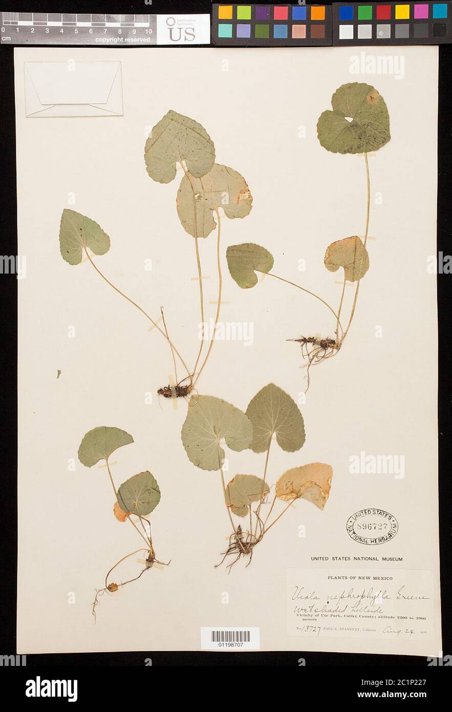 Nephrophylla hi-res stock photography and images - Alamy