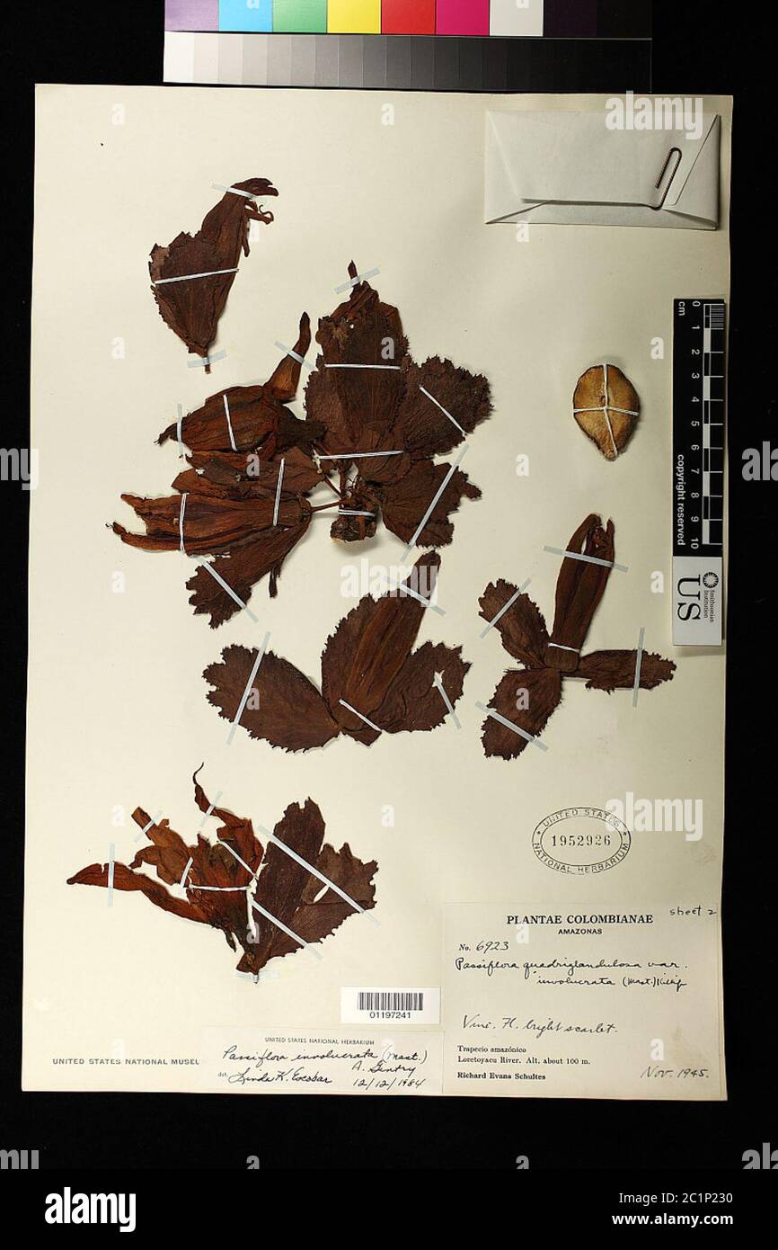 Passiflora involucellata Harms Passiflora involucellata Harms Stock ...