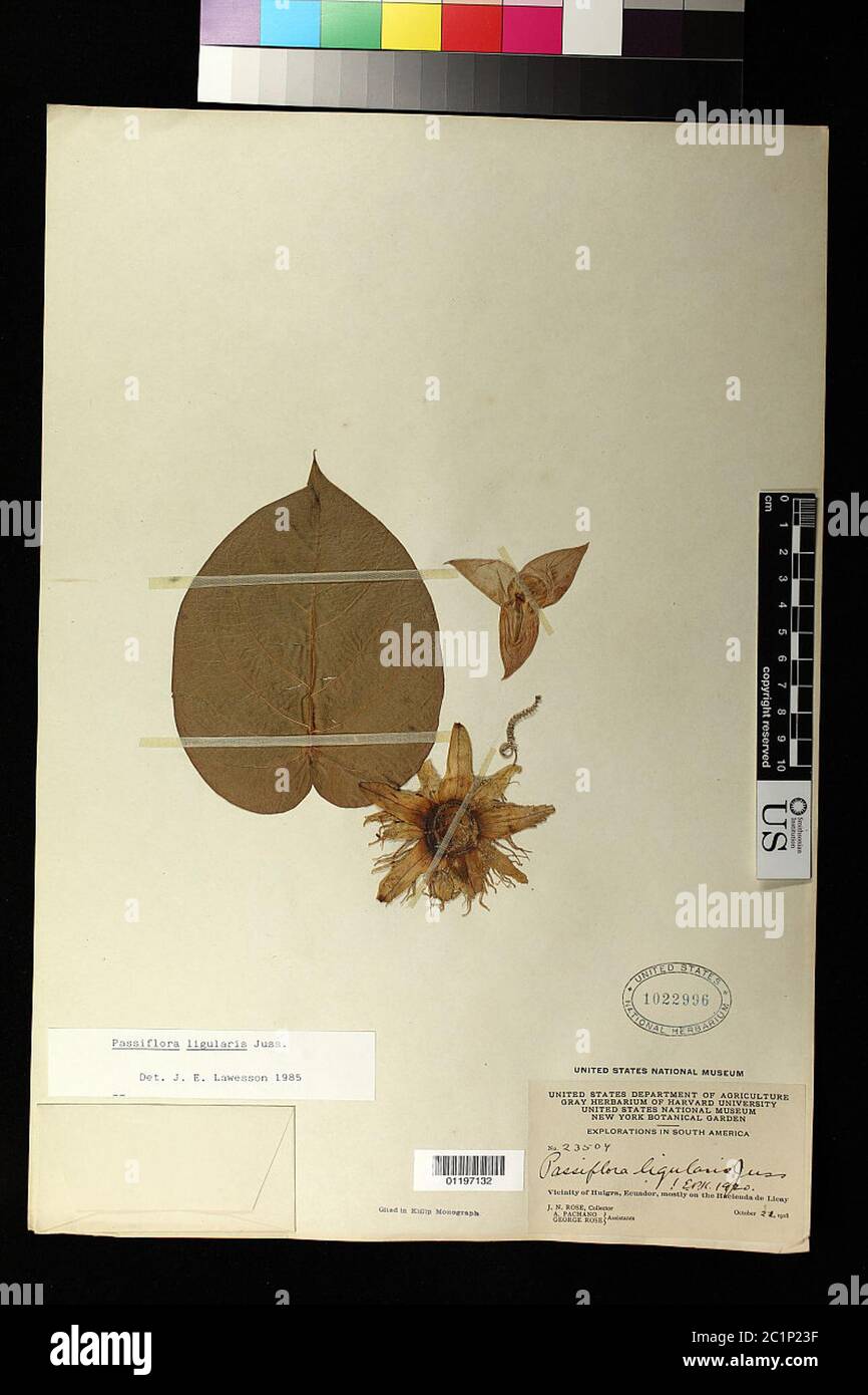Passiflora ligularis Juss Passiflora ligularis Juss Stock Photo - Alamy