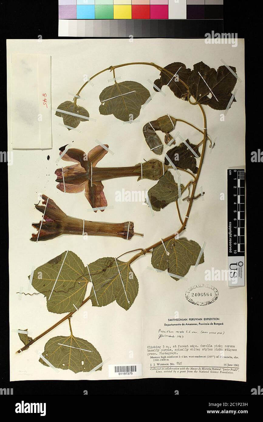 Passiflora mixta hi-res stock photography and images - Alamy