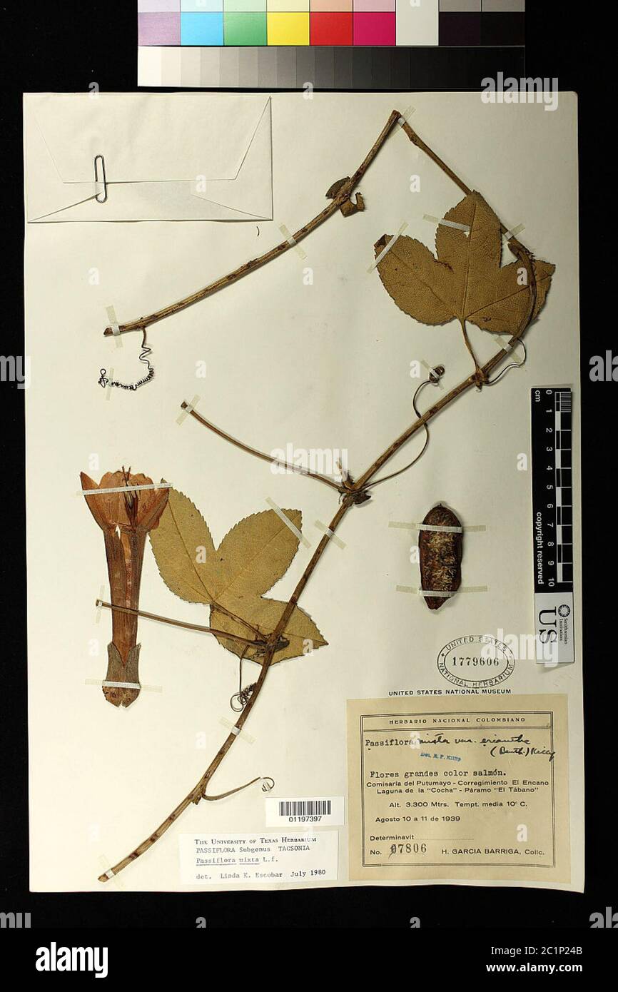 Passiflora mixta L f Passiflora mixta L f Stock Photo - Alamy