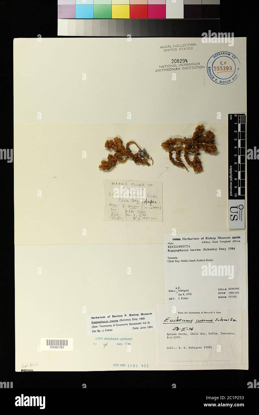 Kappaphycus hi-res stock photography and images - Alamy