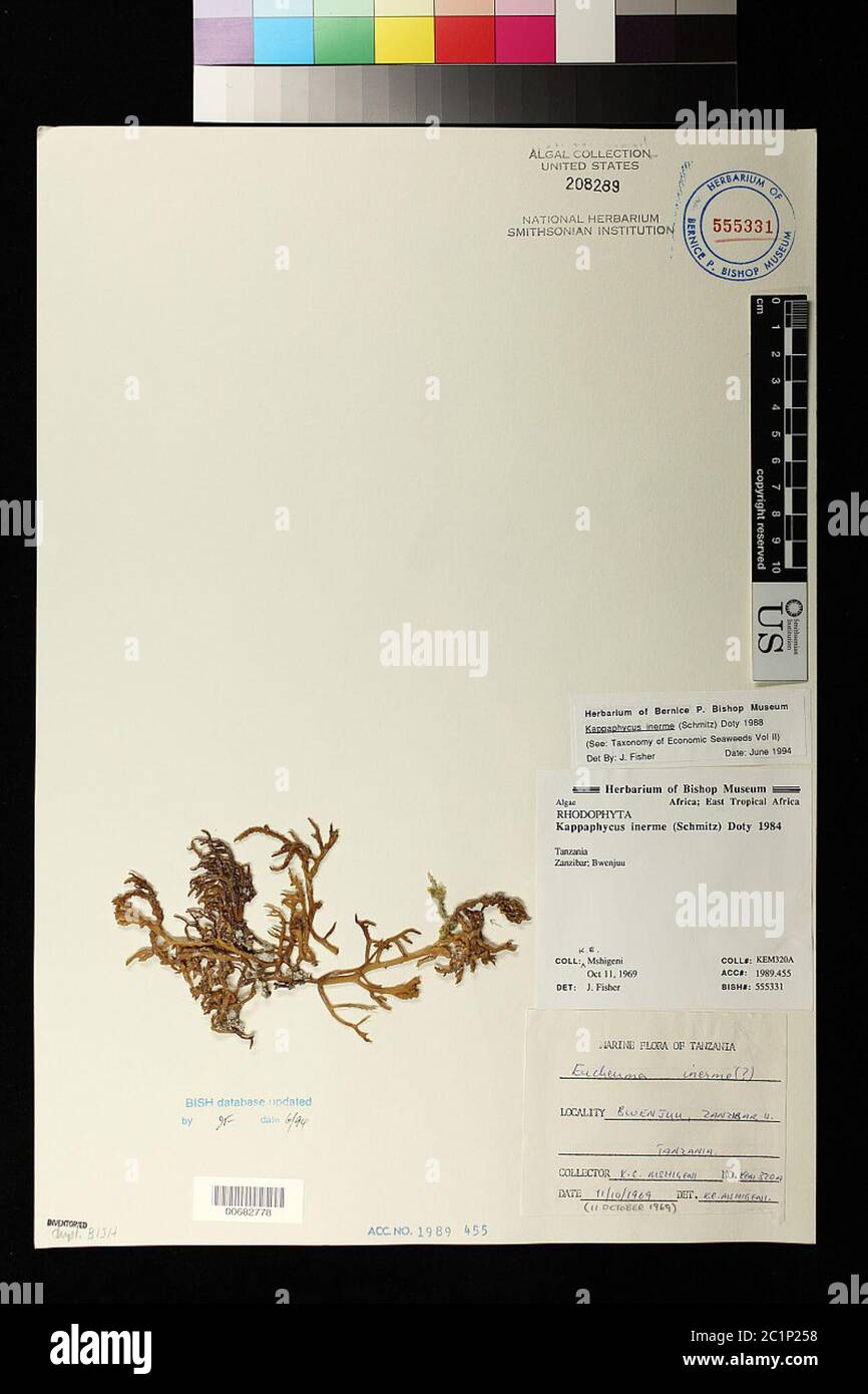 Kappaphycus hi-res stock photography and images - Alamy