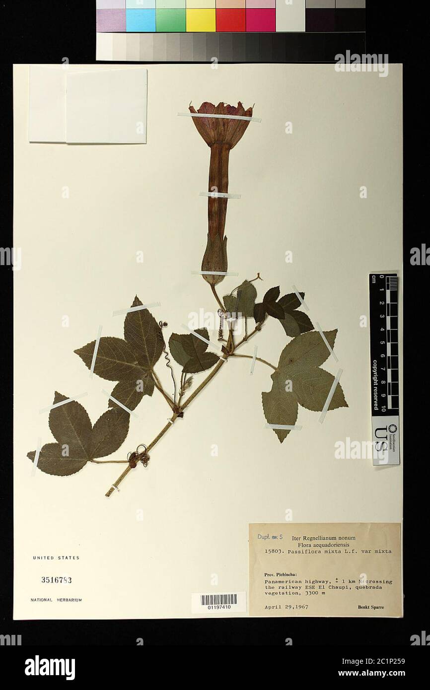 Passiflora mixta hi-res stock photography and images - Alamy