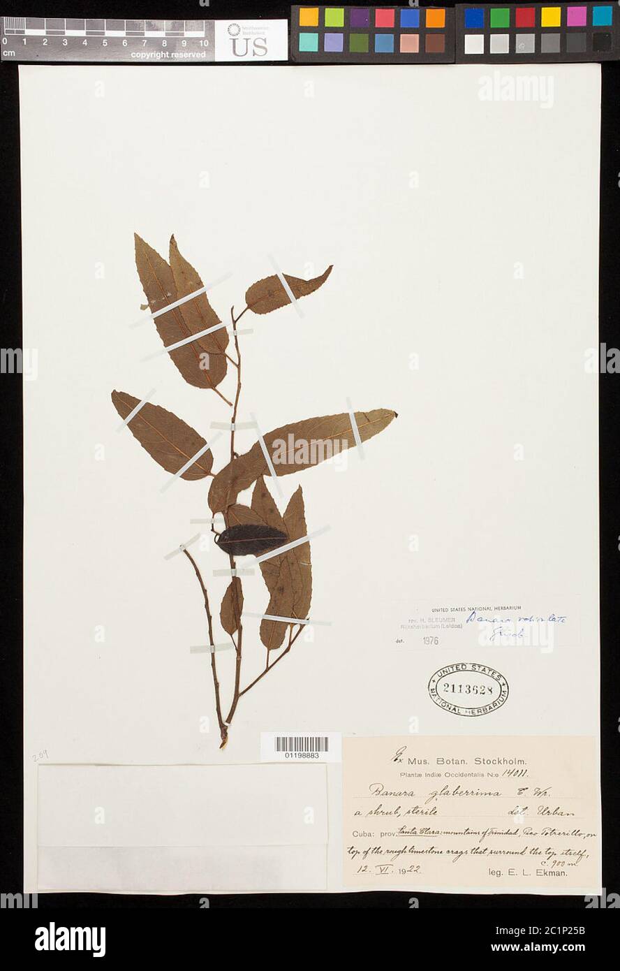 Banara reticulata Griseb Banara reticulata Griseb Stock Photo - Alamy