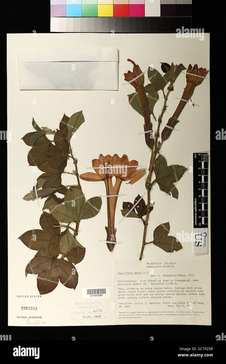 Passiflora mixta hi-res stock photography and images - Alamy