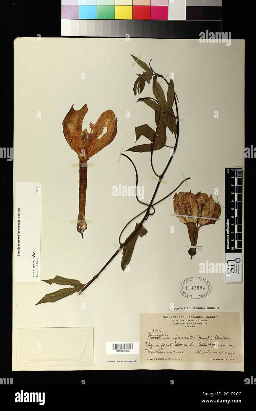 Passiflora parritae Mast LH Bailey Passiflora parritae Mast LH Bailey ...