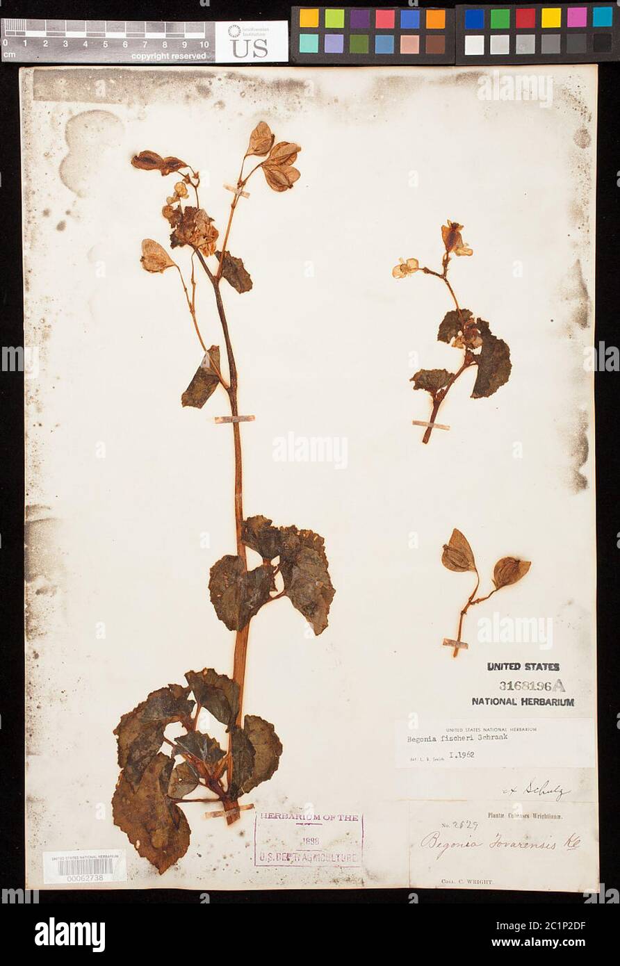 Begonia fischeri Schrank Begonia fischeri Schrank Stock Photo - Alamy