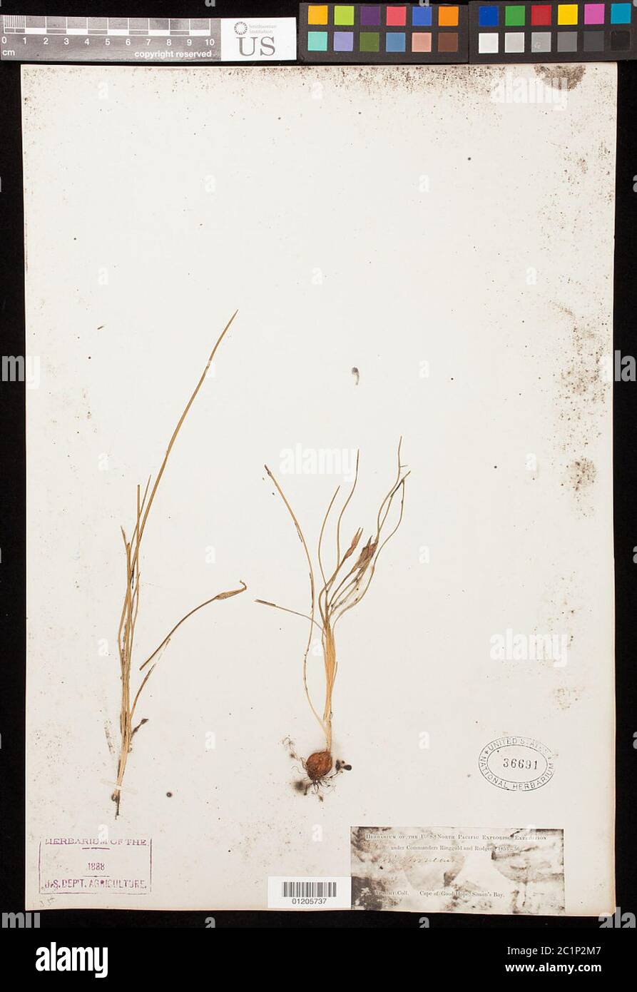 Romulea romulea sp hi-res stock photography and images - Alamy