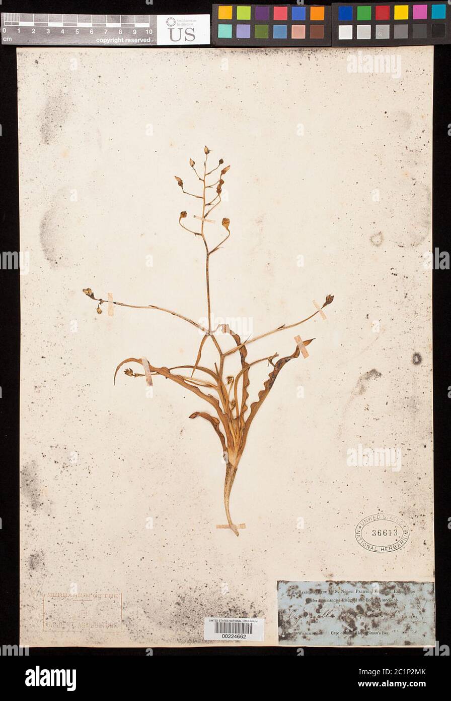 Cyanella capensis hi-res stock photography and images - Alamy