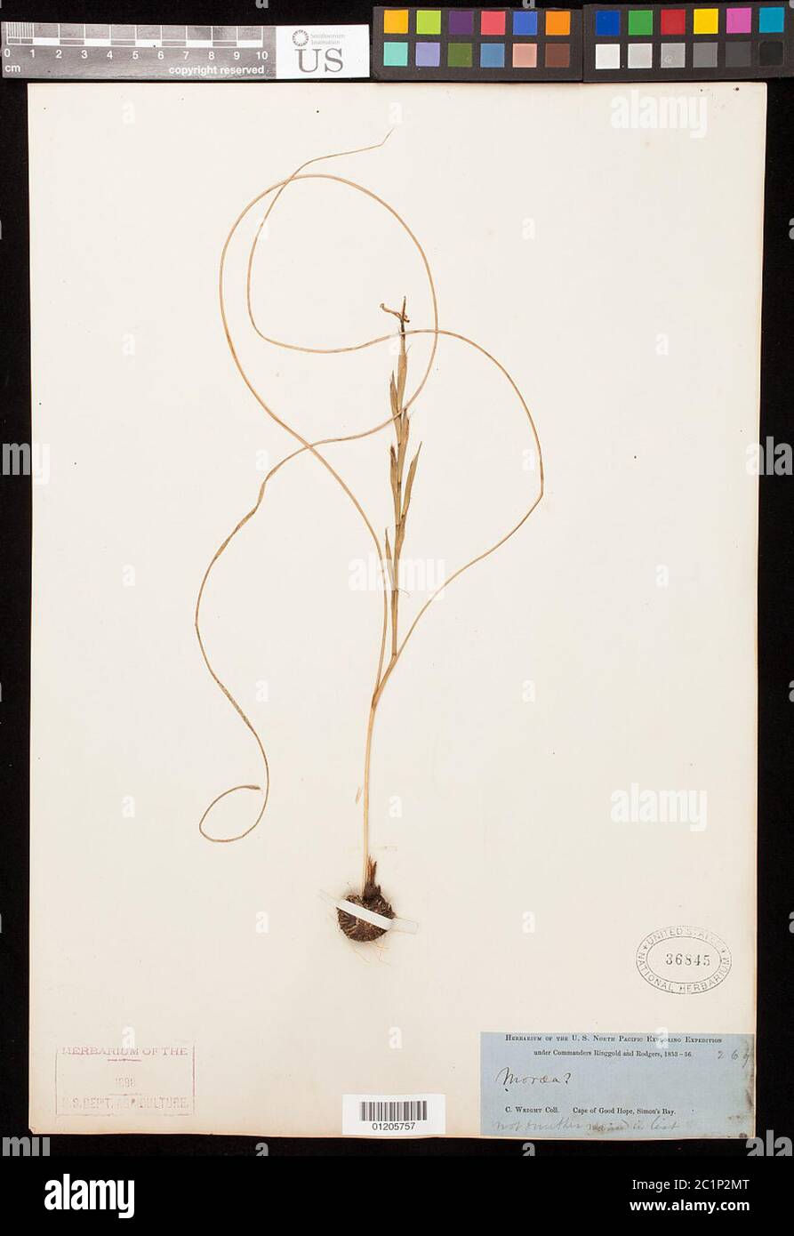 Moraea sp Moraea sp Stock Photo - Alamy