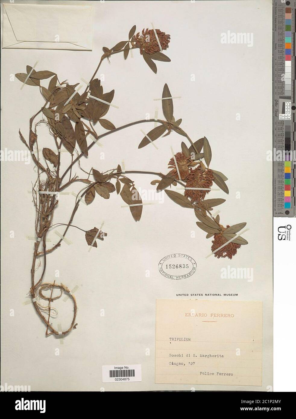 Trifolium sp Trifolium sp Stock Photo - Alamy