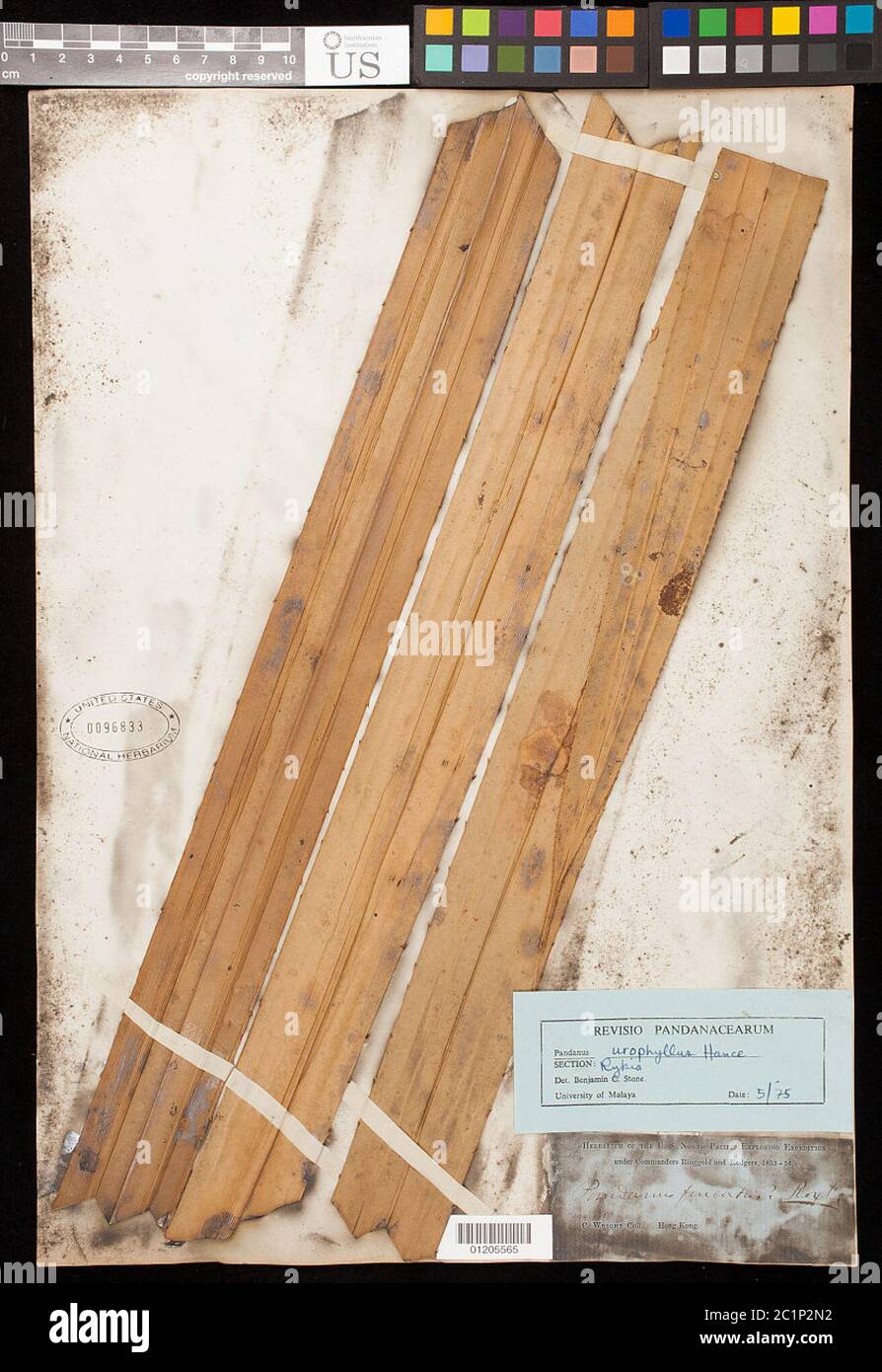 Pandanus urophyllus Hance Pandanus urophyllus Hance Stock Photo - Alamy