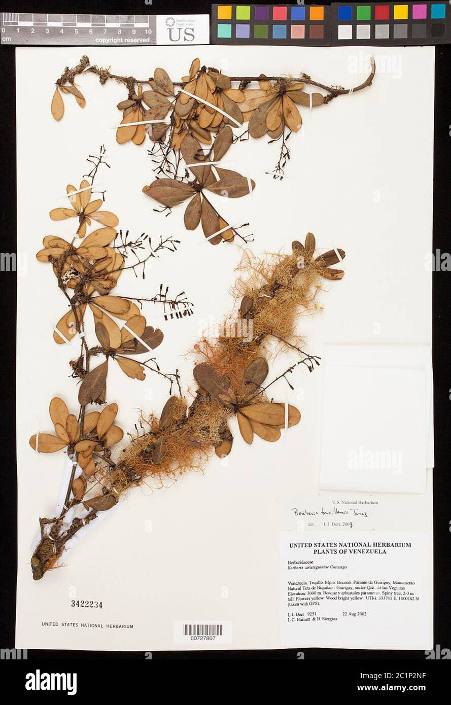 Berberis truxillensis Turcz Berberis truxillensis Turcz Stock Photo - Alamy