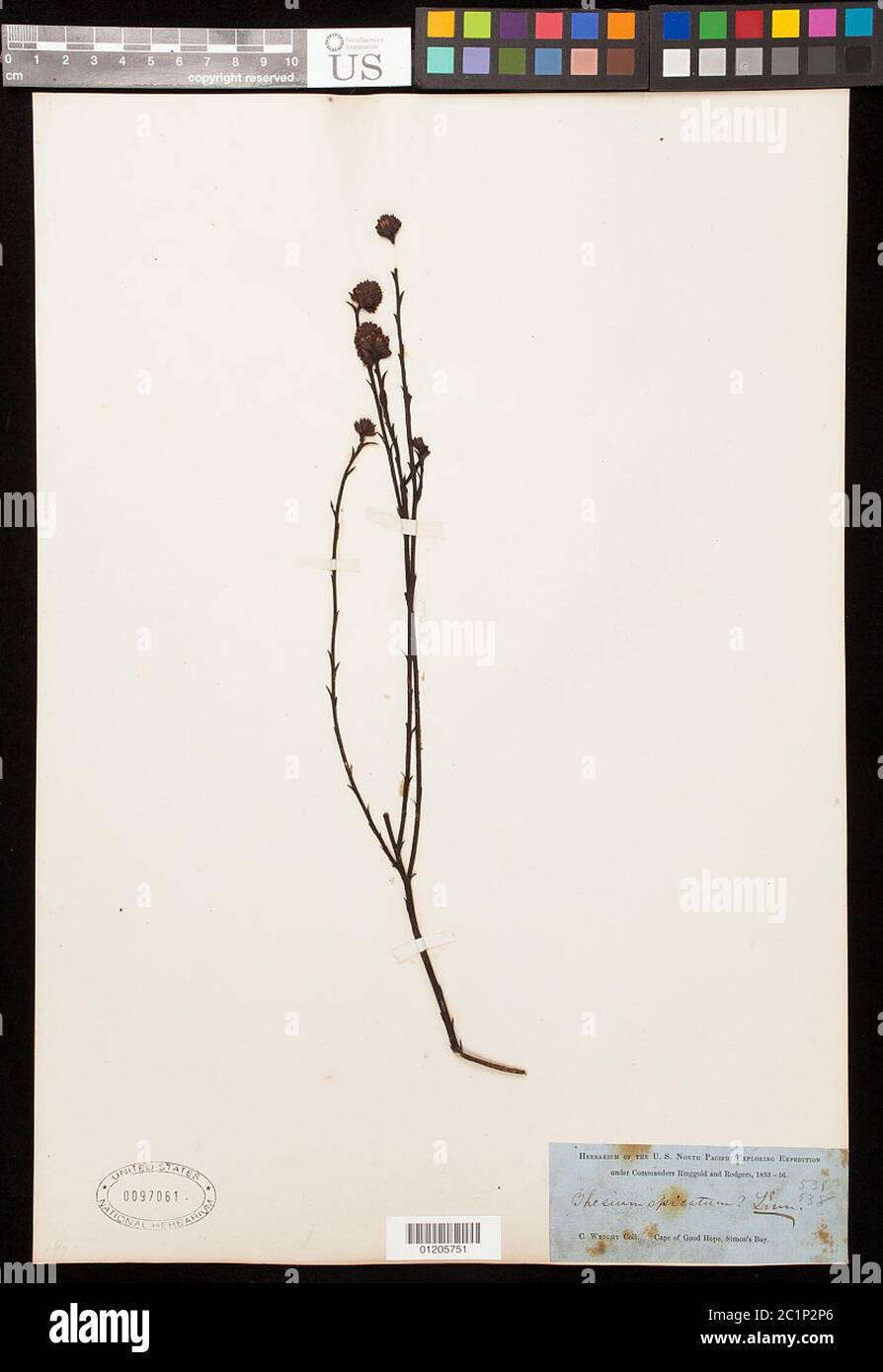 Thesium spicatum L Thesium spicatum L Stock Photo - Alamy