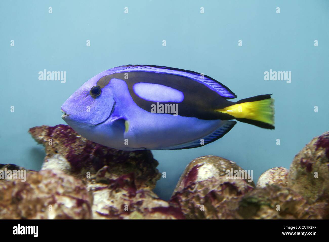 Paracanthurus hi-res stock photography and images - Alamy