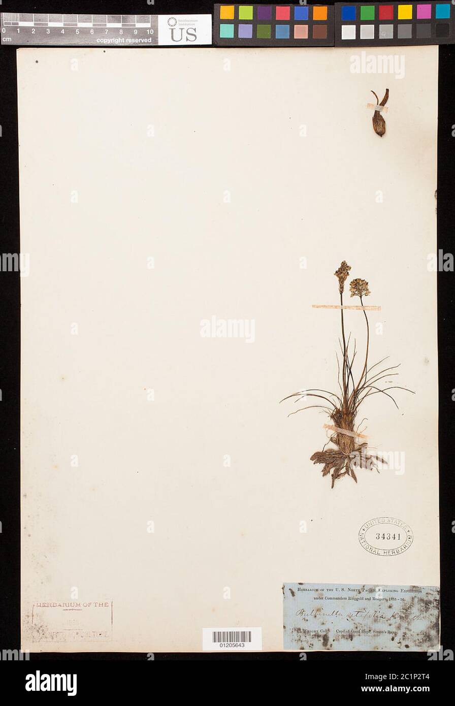 Setifolia hi-res stock photography and images - Alamy
